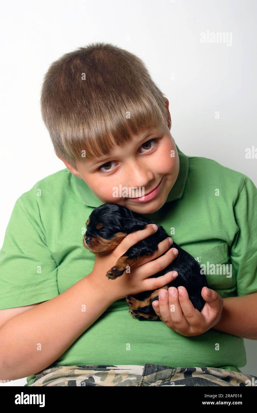 Boy with Cavalier King Charles Spaniel, puppy, black-brown, 17 days ...