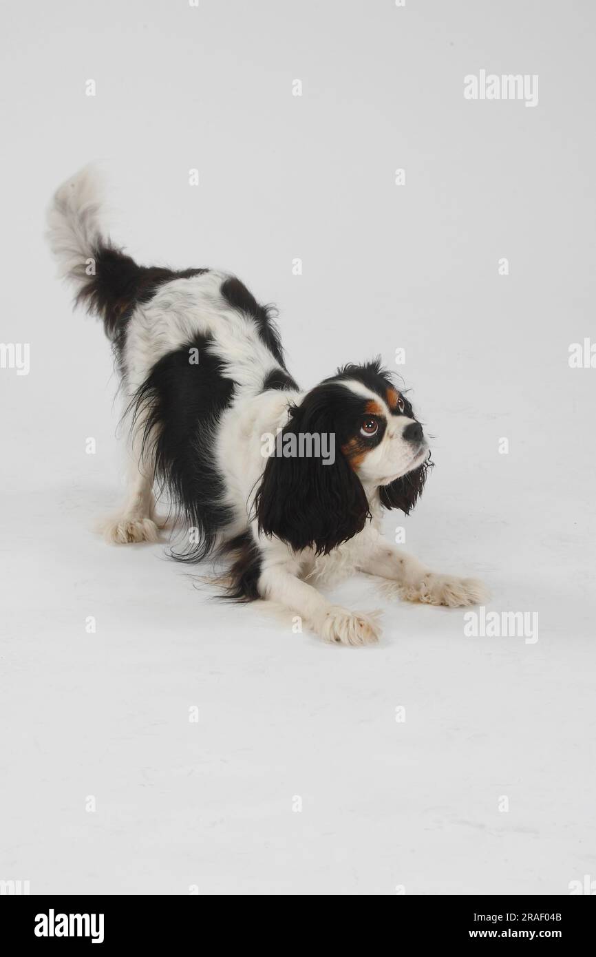 Cavalier King Charles Spaniel, tricolour, play bow Stock Photo - Alamy