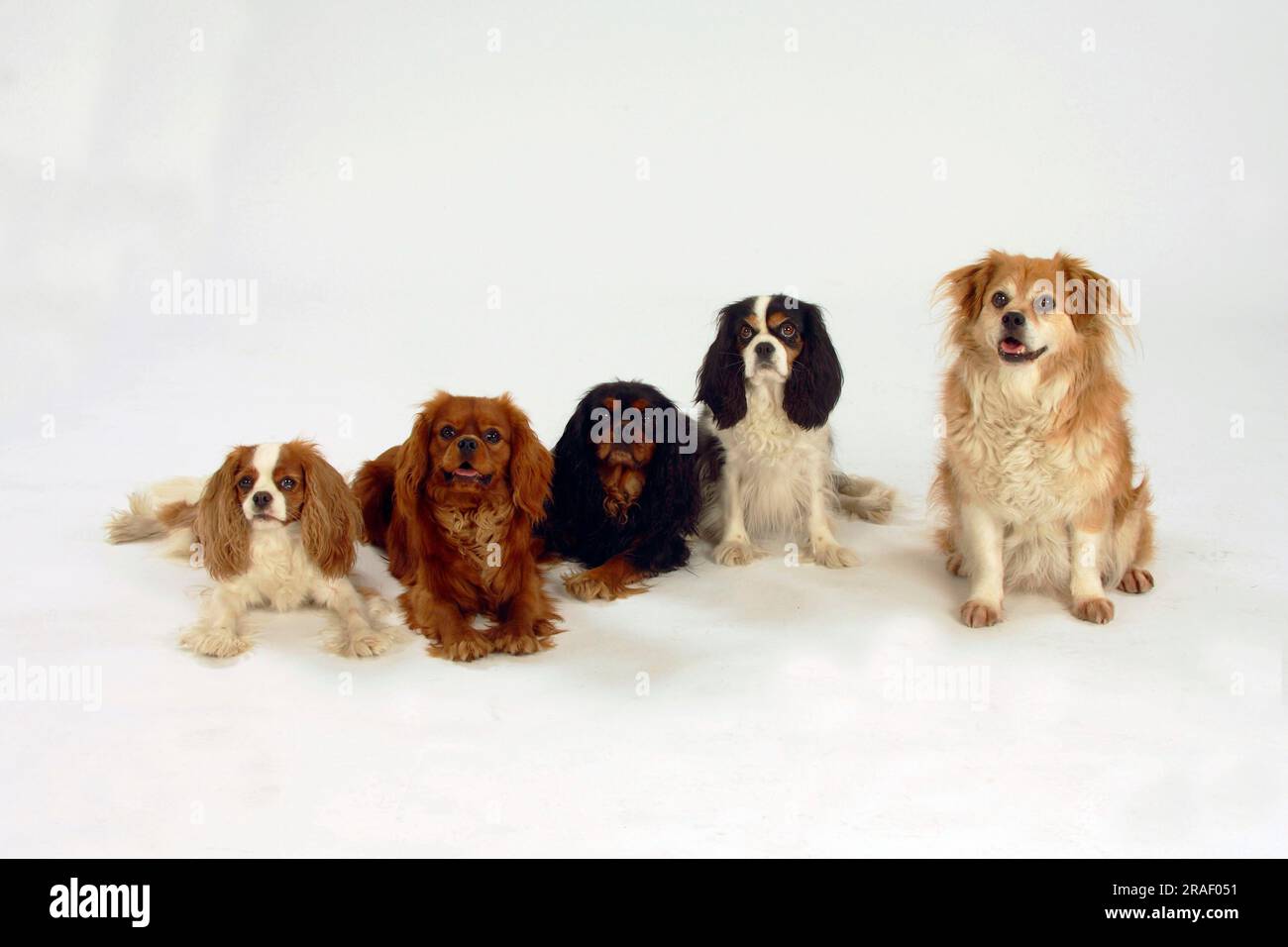 Cavalier King Charles Spaniel and mixed breed dog Stock Photo - Alamy