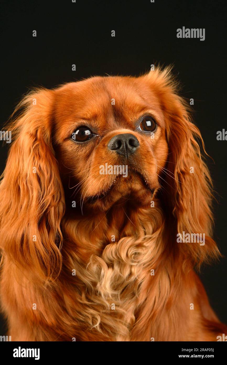 Cavalier King Charles Spaniel, ruby, 11 months Stock Photo - Alamy