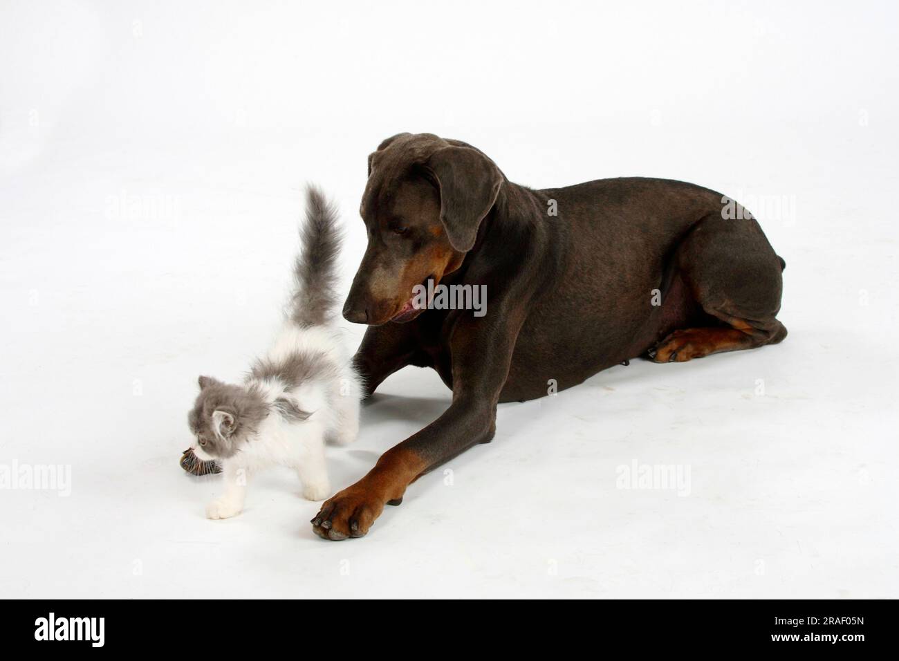 Doberman And Kitten