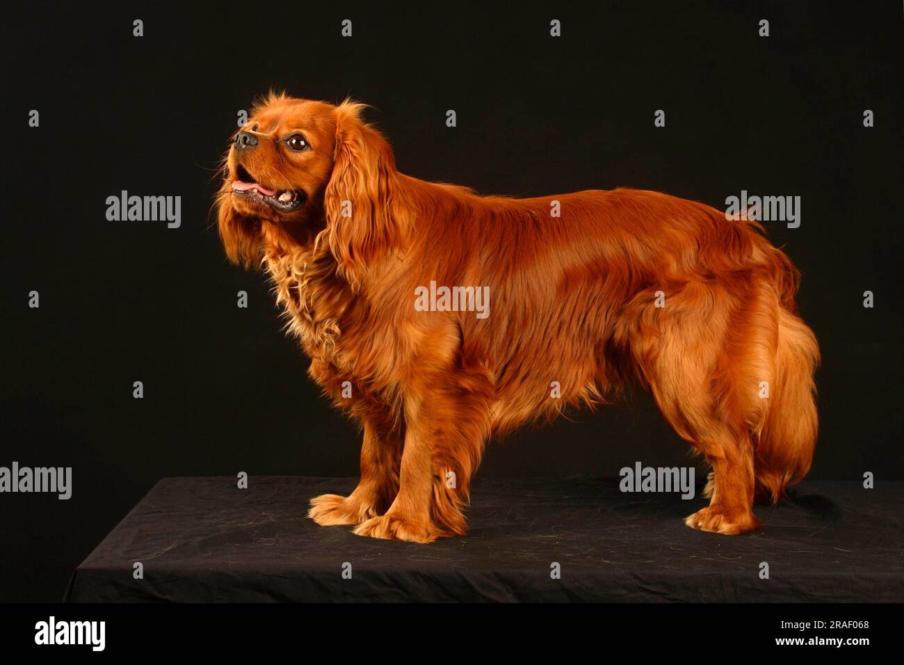 Cavalier King Charles Spaniel, ruby, 11 months Stock Photo - Alamy