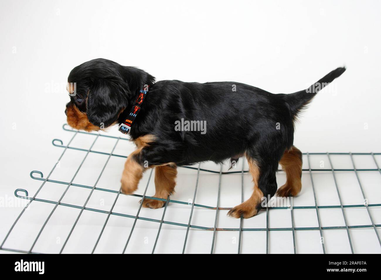 Cavalier King Charles Spaniel, puppy, black-and-tan, 5 weeks, walks ...