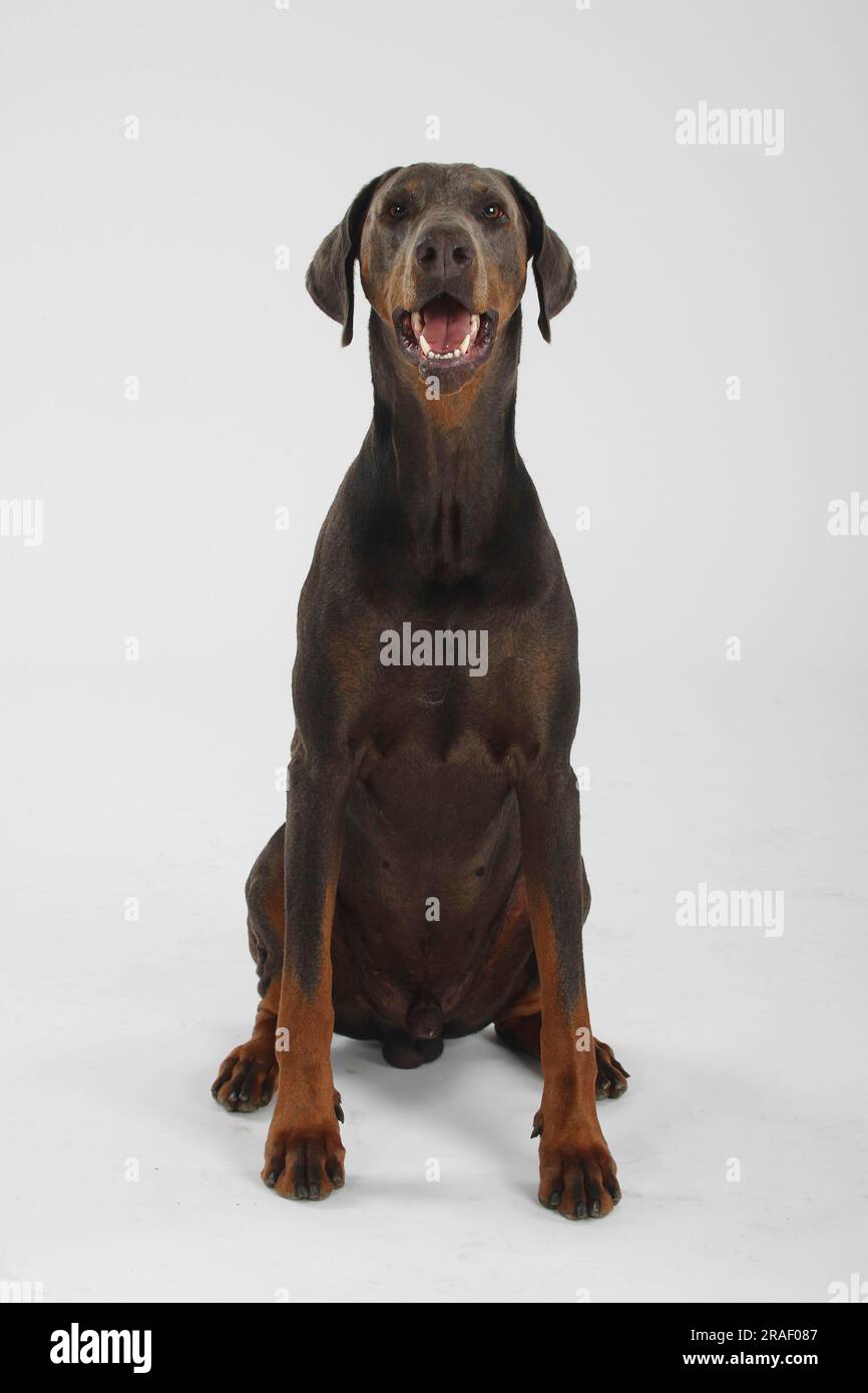 Doberman Pinscher, blue Stock Photo - Alamy