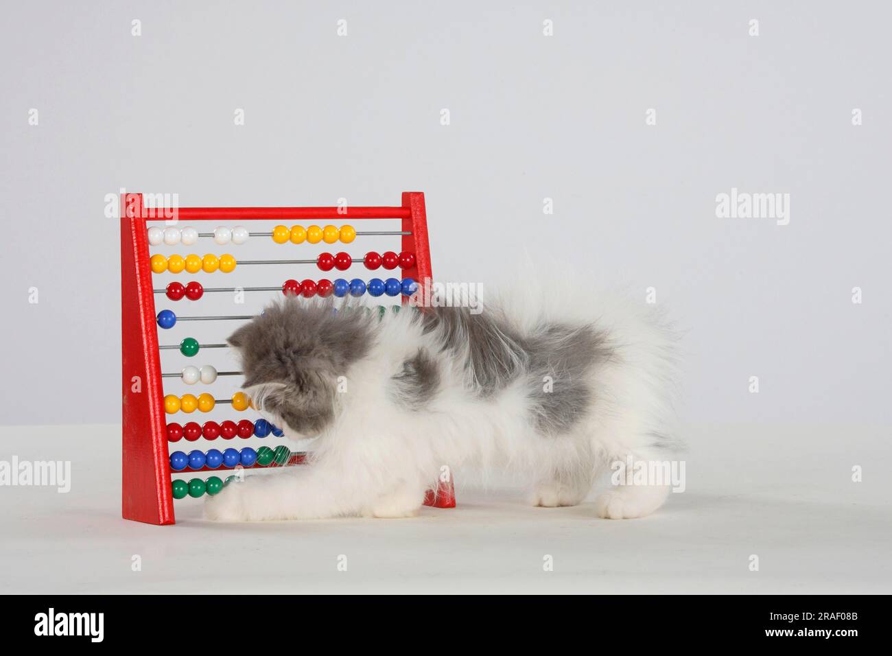Persian cat, kitten at abacus, abacus, abacus board, adding machine ...