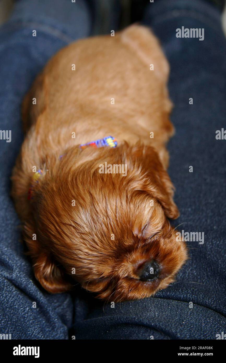Cavalier King Charles Spaniel, puppy, ruby, 5 weeks, lap Stock Photo ...