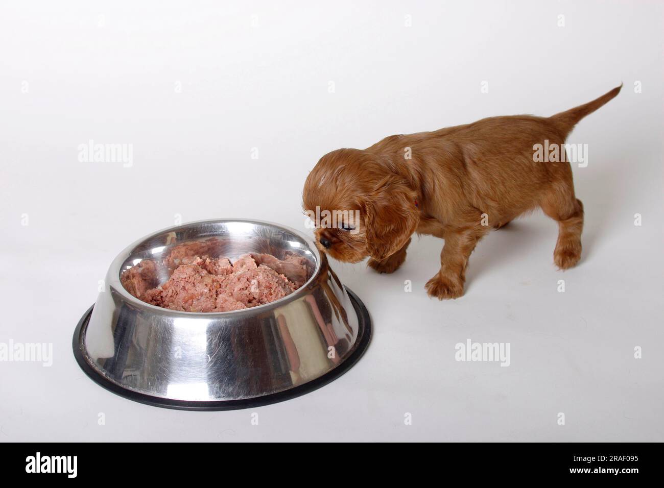 Cavalier King Charles Spaniel, puppy, ruby red, 6 weeks, food bowl ...