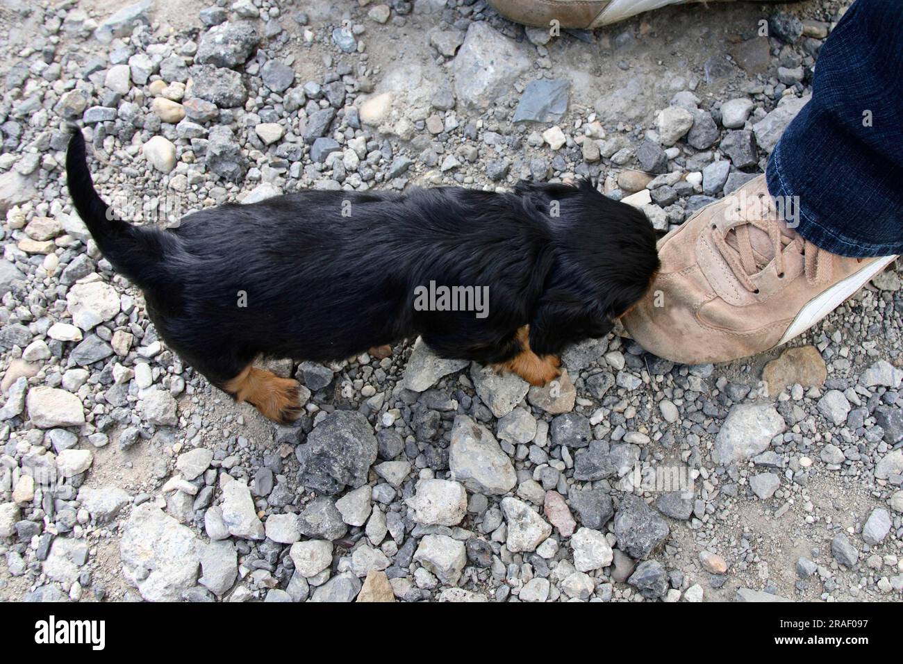 Cavalier King Charles Spaniel, puppy, black-and-tan, 5 weeks, sniffing ...