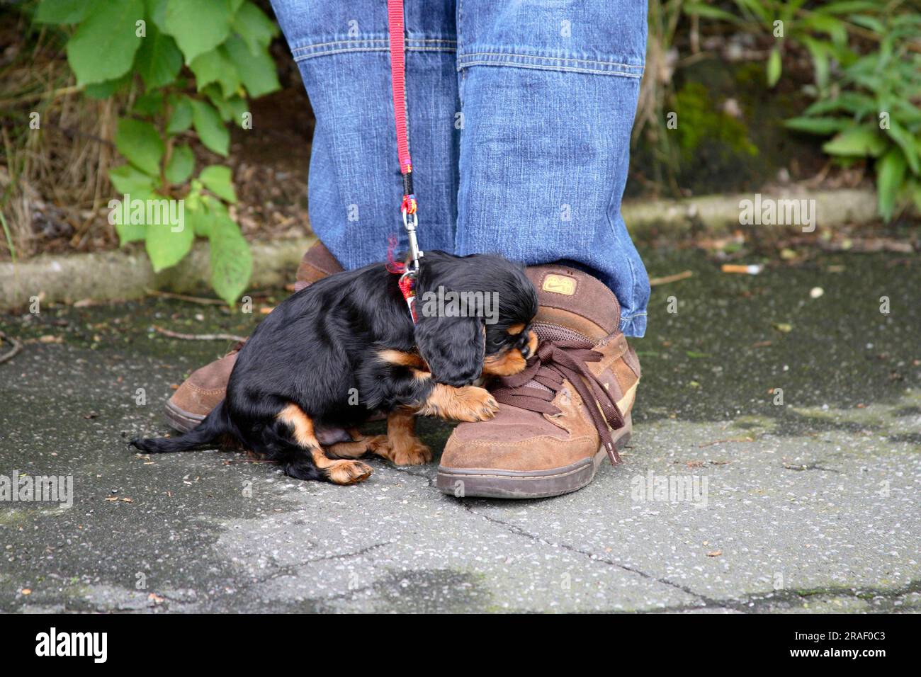 Cavalier King Charles Spaniel, puppy, black-and-tan, 6 weeks, chews on ...