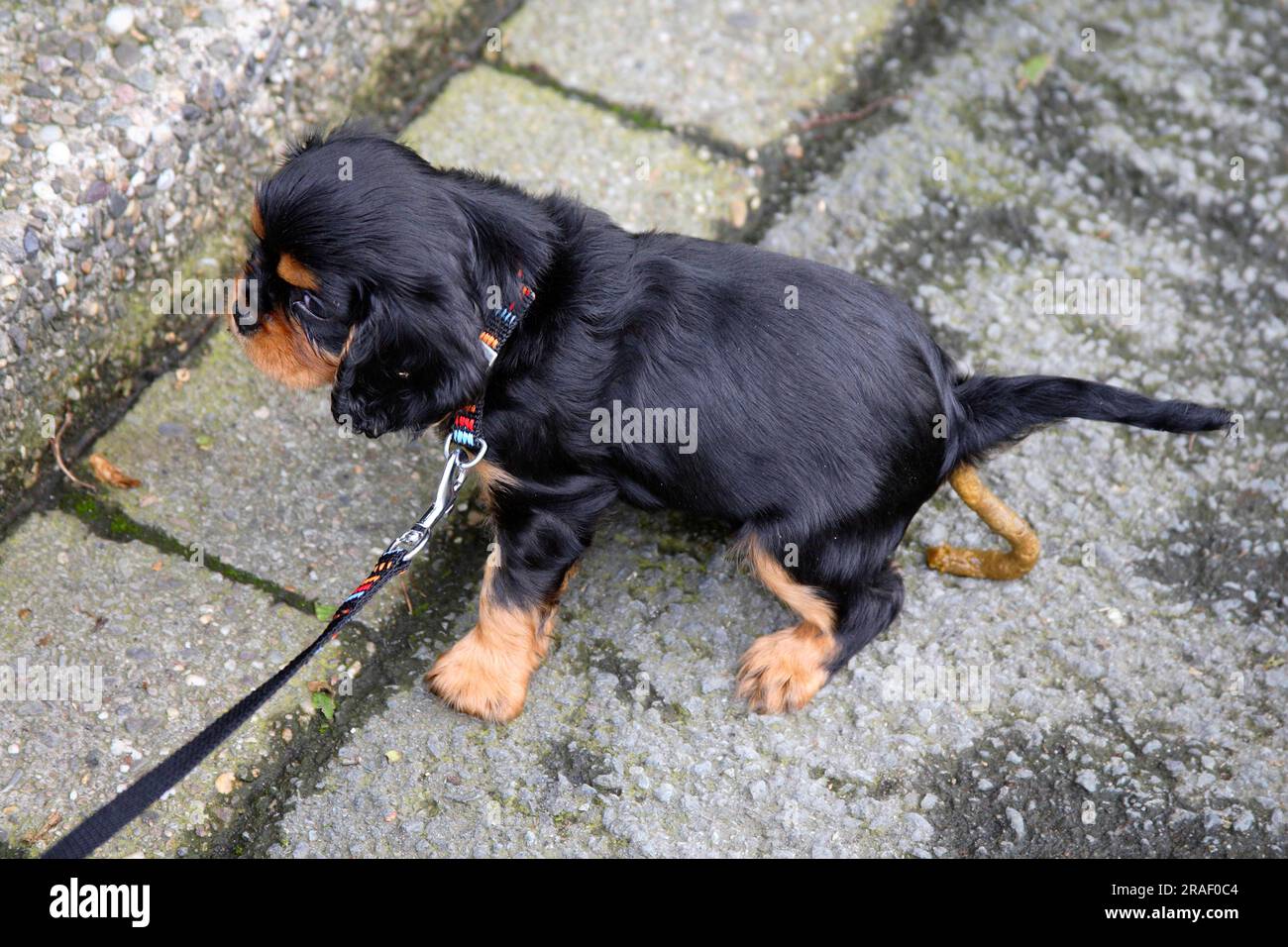 Cavalier King Charles Spaniel, puppy, black-and-tan, 6 weeks, defecate ...