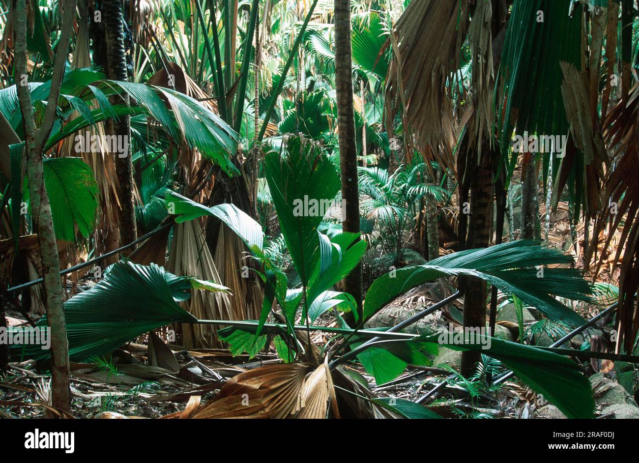 Double Coconut (Lodoicea maldivica), Vallee de Mai national park ...