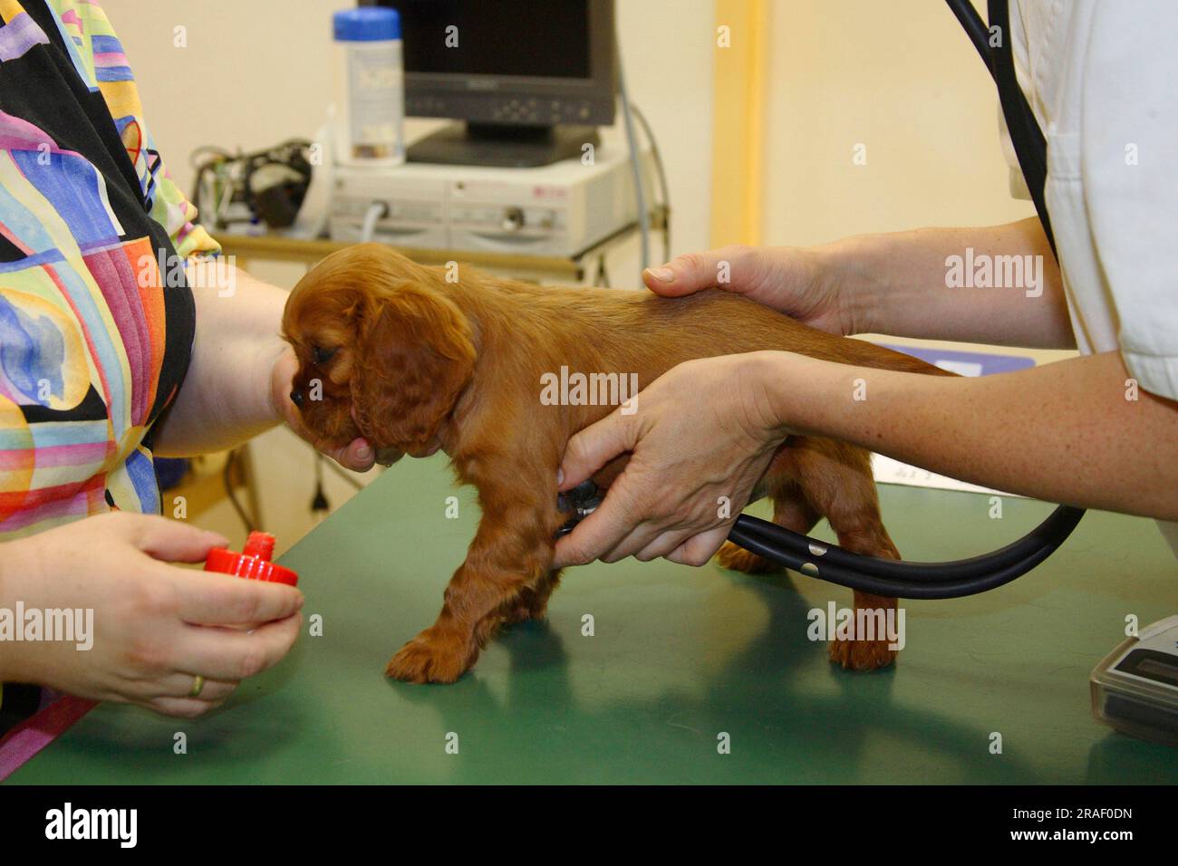 Cavalier King Charles Spaniel, puppy, ruby, 8 weeks, at the vet, heart ...