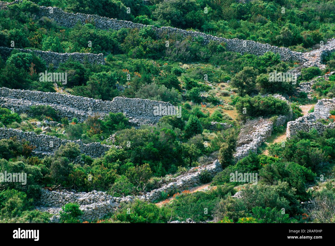 Walls in karst landscape, island of Cres, Croatia Stock Photo - Alamy