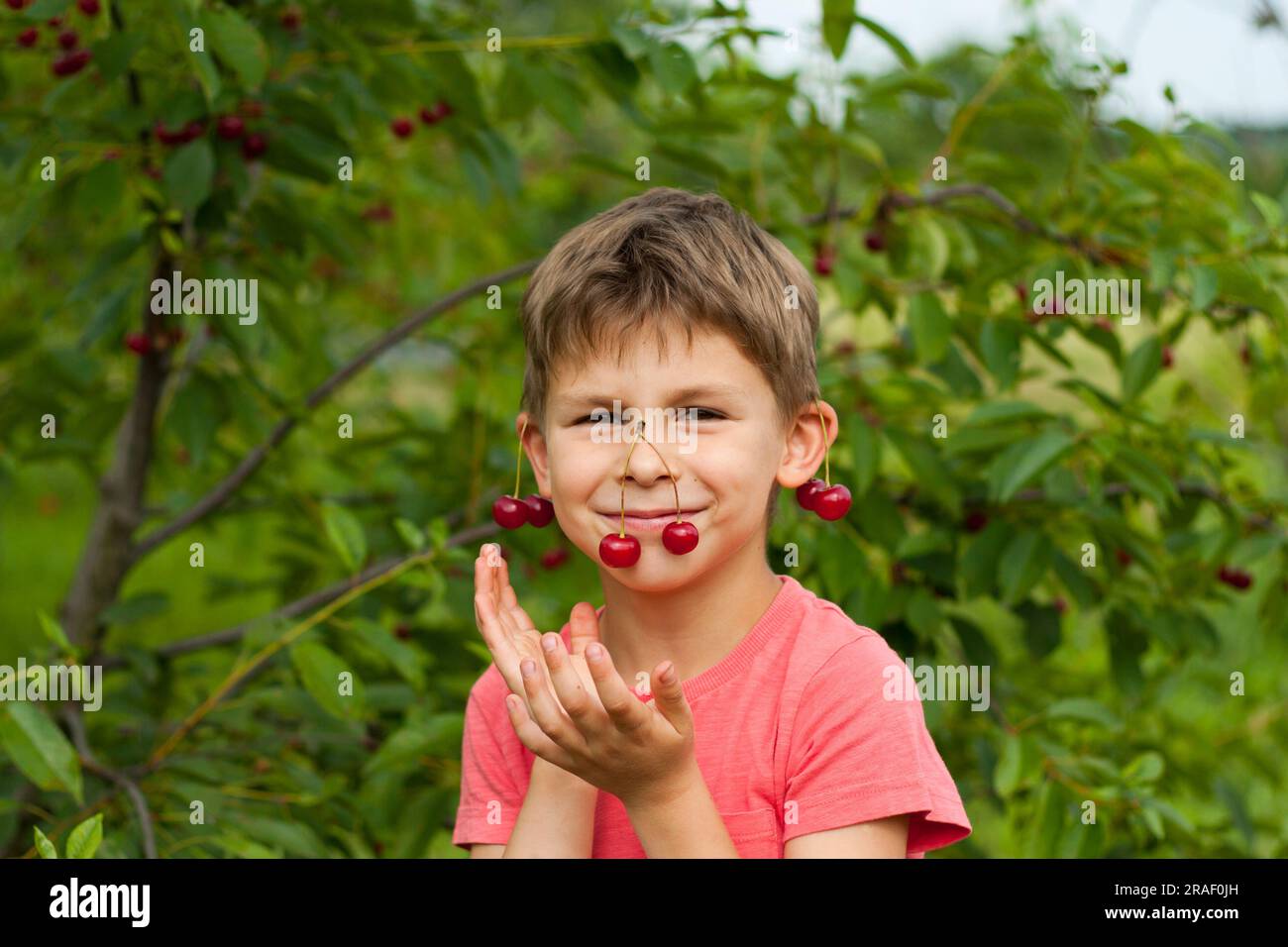 boy picking ripe red cherries from tree in garden. Portrait of happy ...