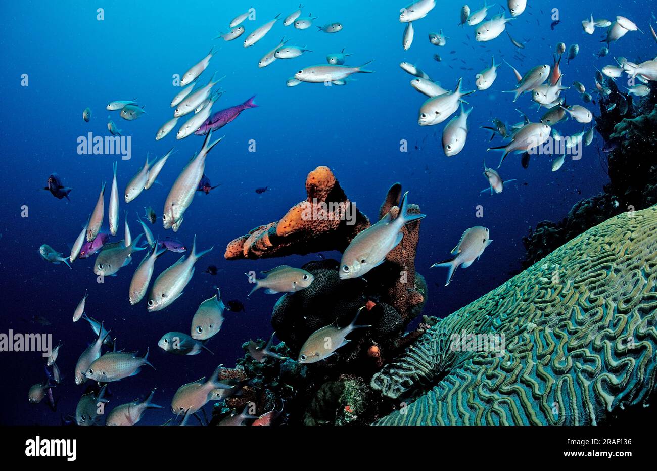 Brown Chromis, Dominica, Lesser Antilles (Chromis multilineata Stock ...