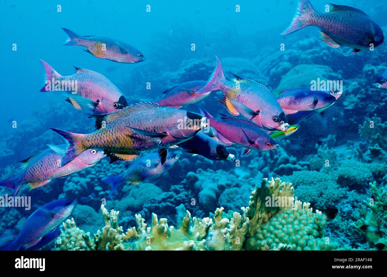Mature wrasses hi-res stock photography and images - Alamy