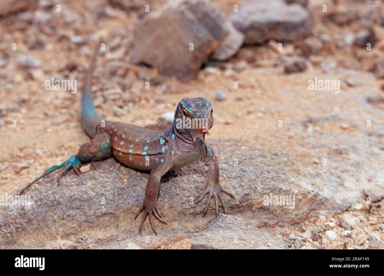 Bonaire Whiptail Lizard, Washington Slagbaai national park, Bonaire ...