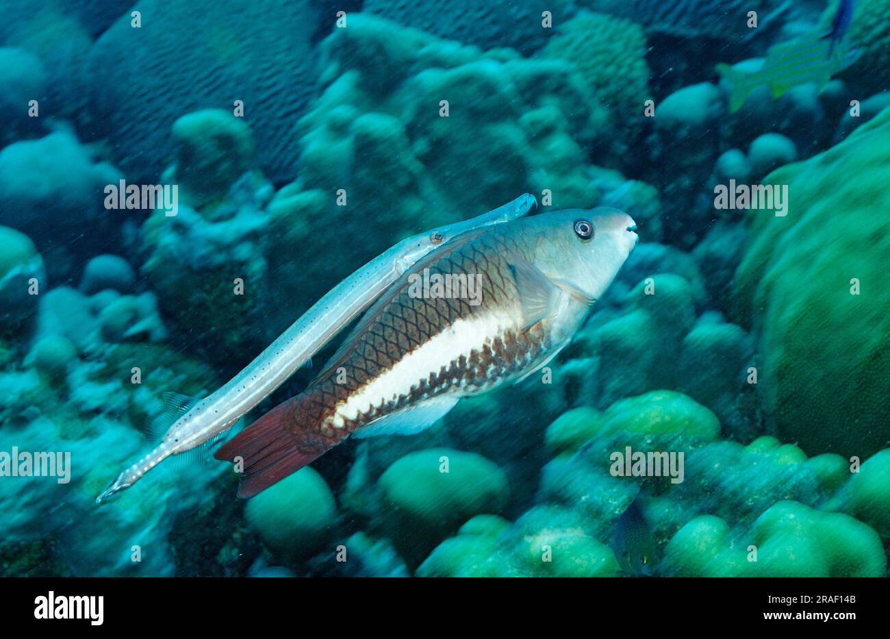 Trumpetfish and Queen Parrotfish, Bonaire, Netherlands Antilles ...