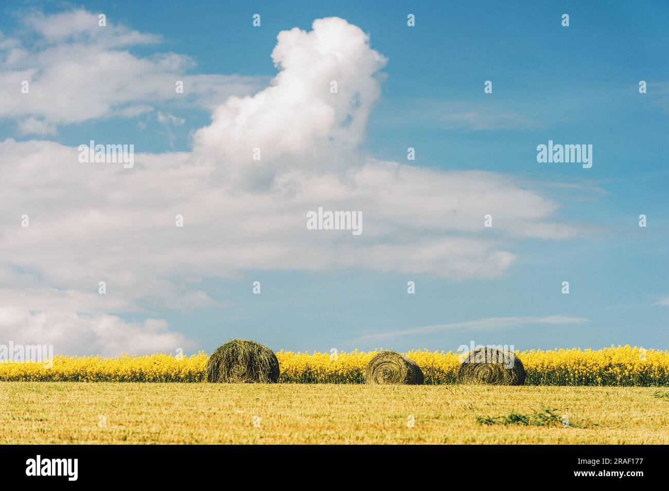 Summer farm scenery with haystacks in the field. Agriculture concept ...