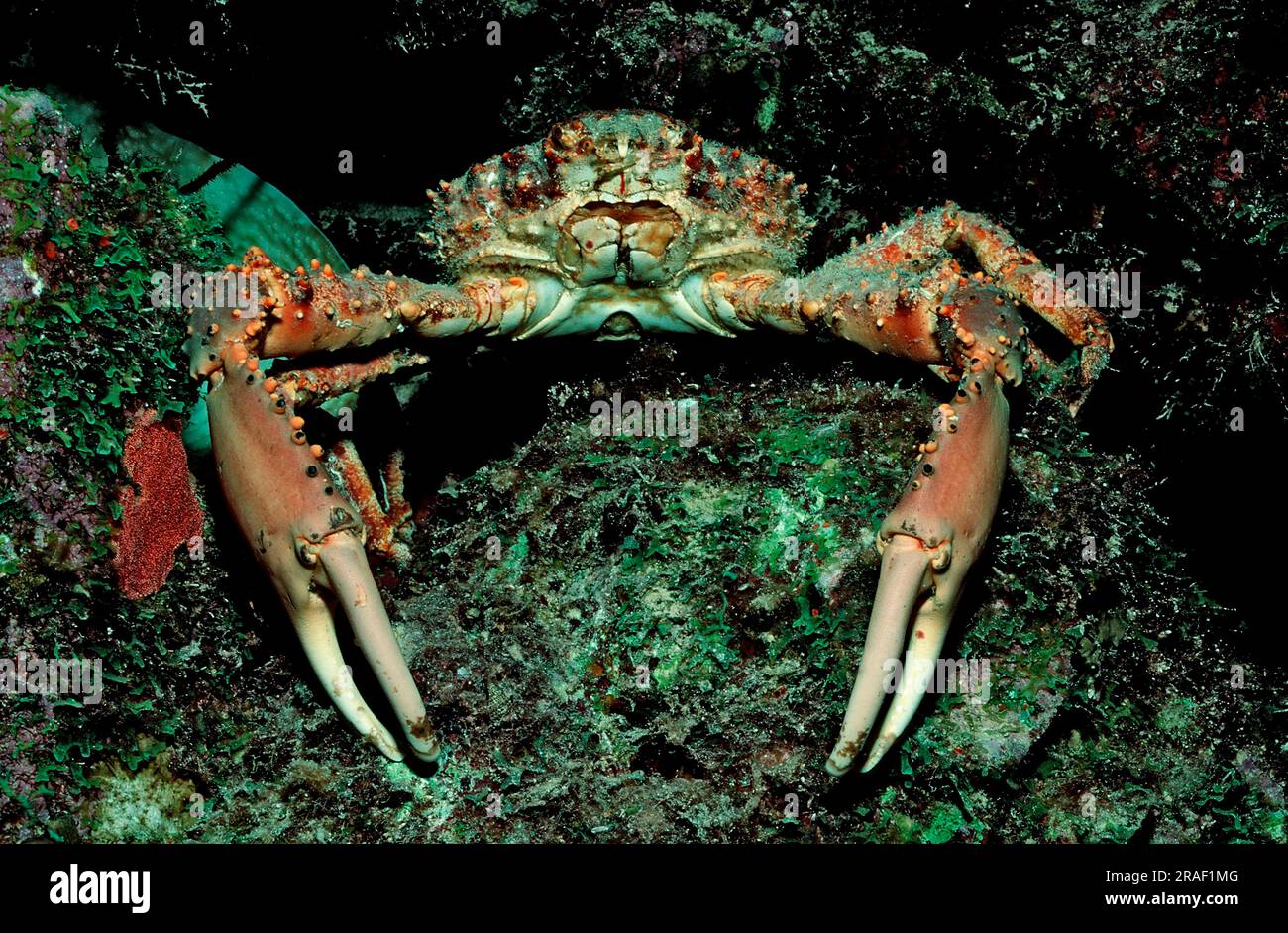 Spiny Spider Crab, Leeward Islands (Mithrax spinosissimus), British ...