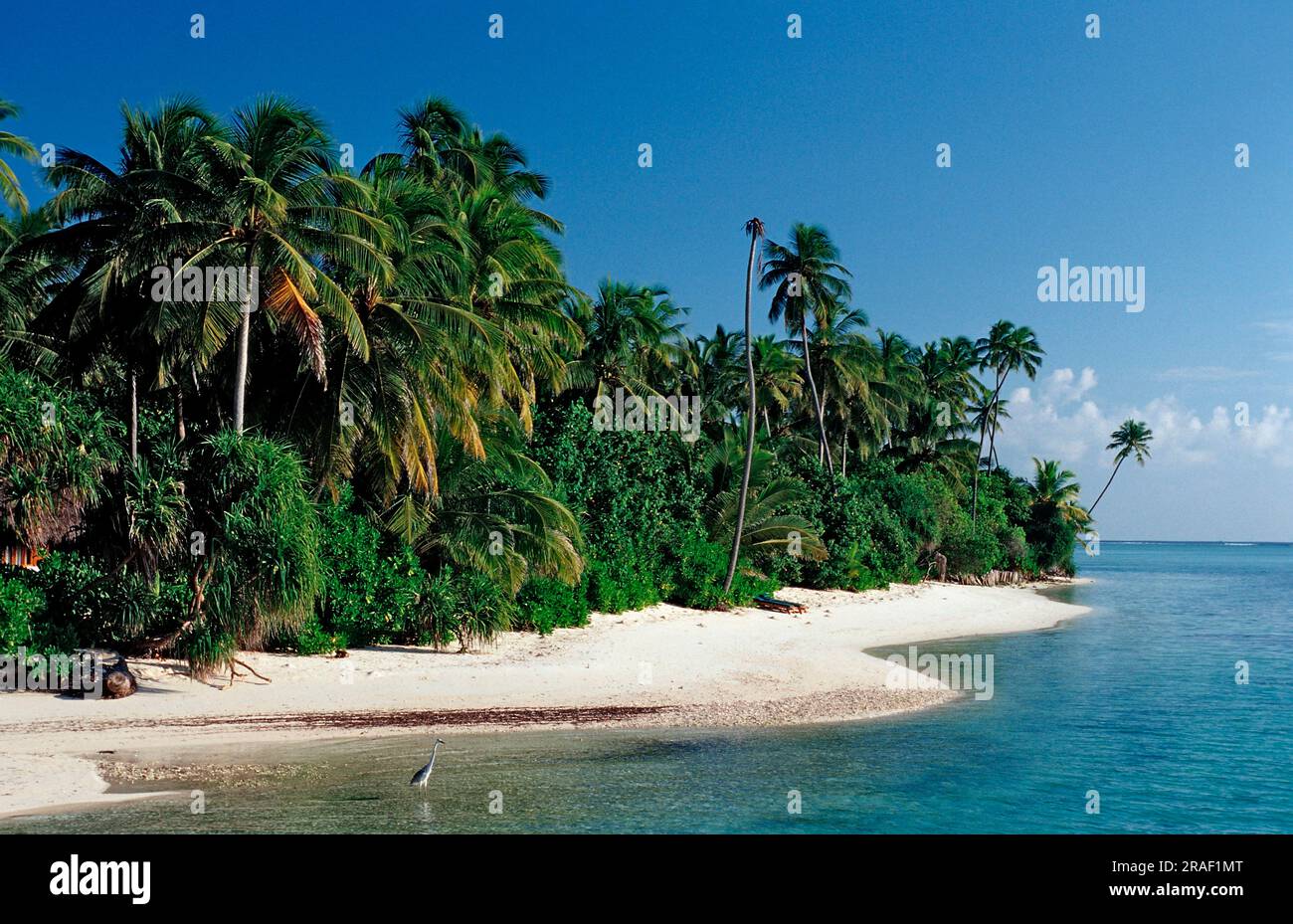 Tropical Beach, Medhufushi, Meemu Atoll, Maldives Stock Photo - Alamy
