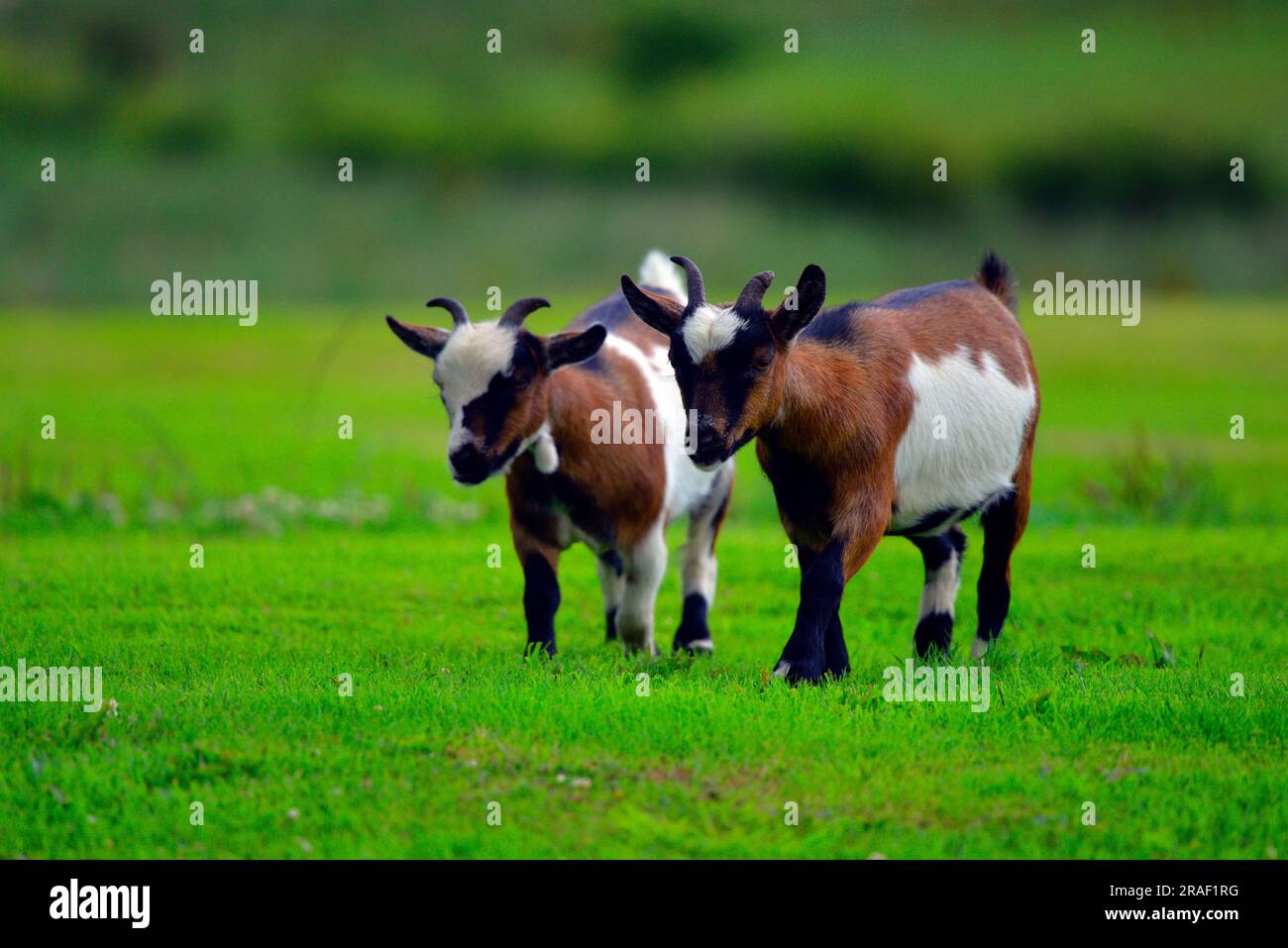 Kid friendly farm hi-res stock photography and images - Alamy
