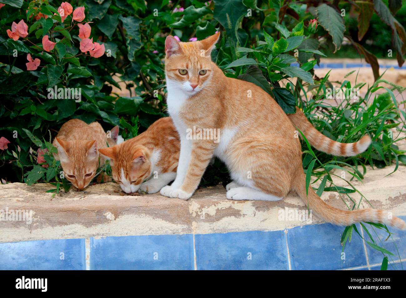 Cats egypt hi-res stock photography and images - Alamy