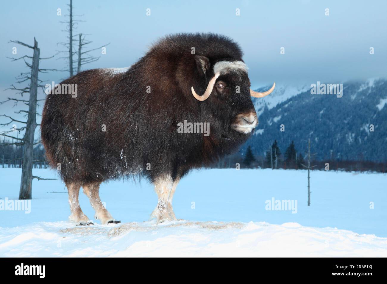 Musk ox (Ovibos moschatus), Alaska, USA Stock Photo - Alamy
