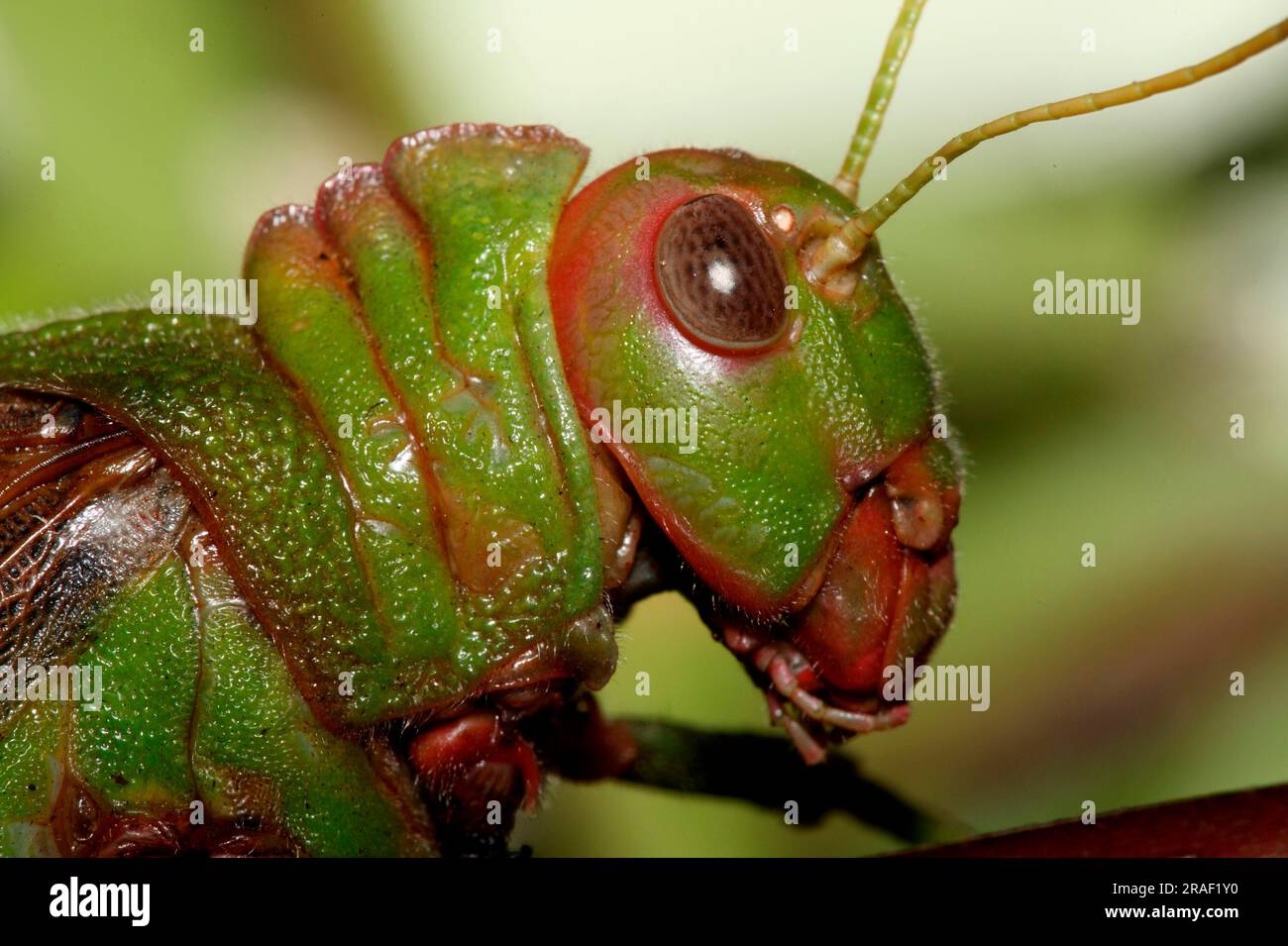 Guiana giant grasshopper (Tropidacris collaris Stock Photo - Alamy