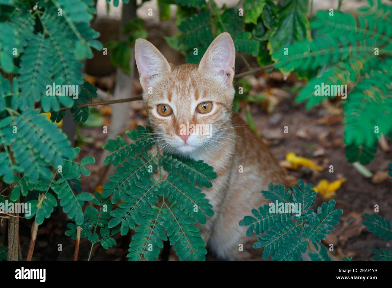 Domestic cat, shy, Egypt Stock Photo - Alamy