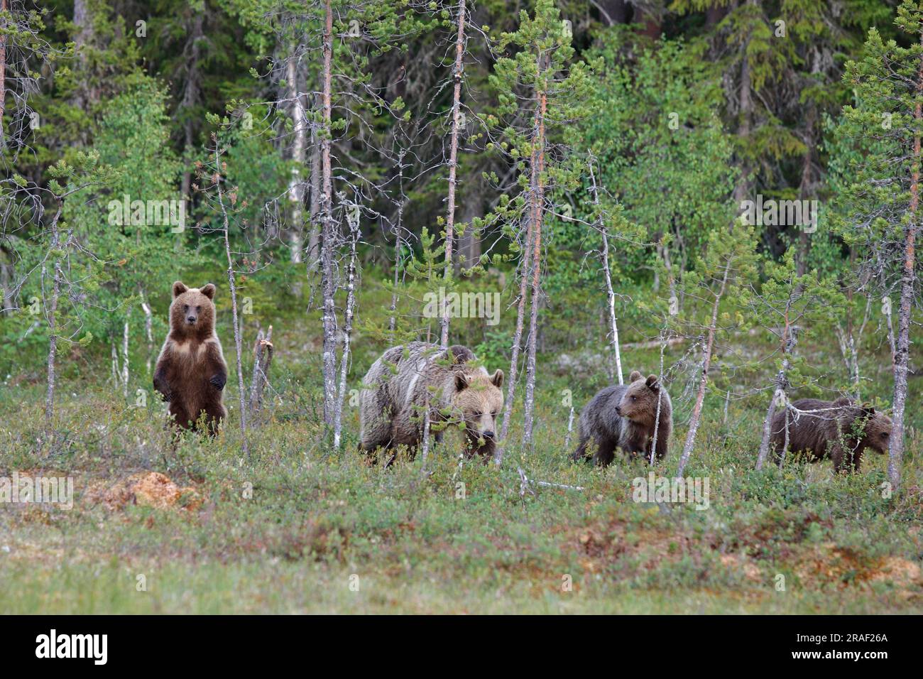 European Brown Bears, female with cubs, Finland, European Brown Bear ...