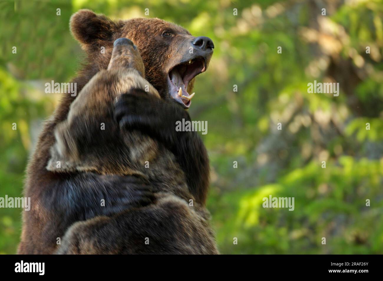 European Brown Bears, Finland, European Brown Bear (Ursus arctos ...