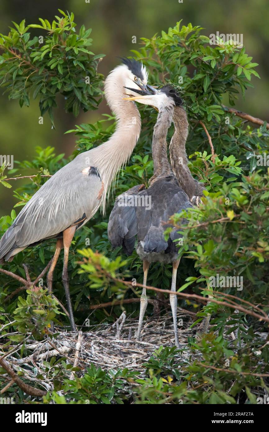 Great blue heron (Ardea herodias) feeding young birds at the nest Stock ...