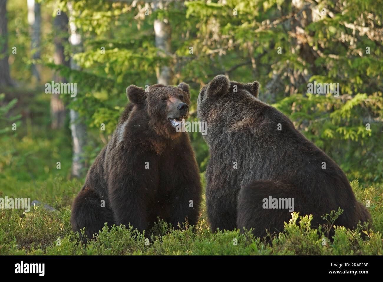 European Brown Bears, males, Finland, European Brown Bear (Ursus arctos ...