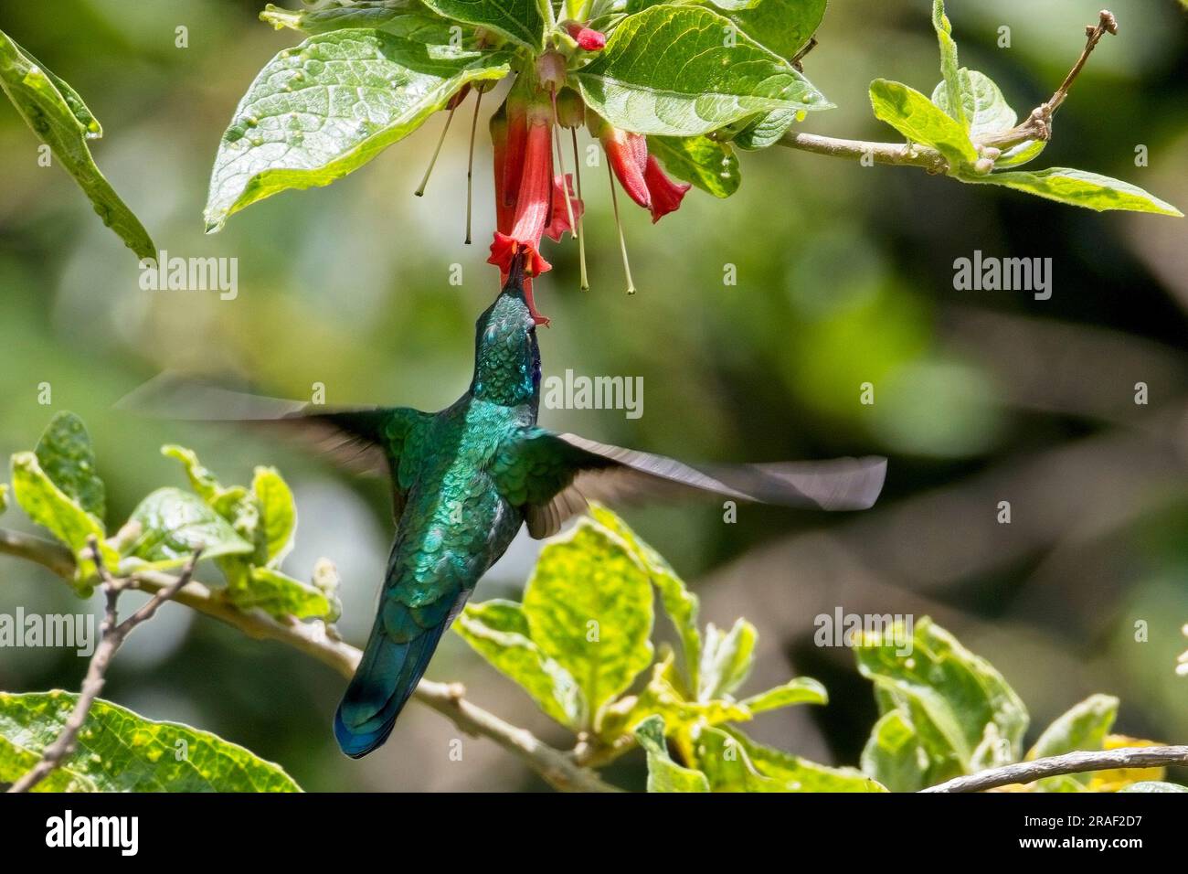 Sparkling Violetear hummingbird, (Colibri coruscans) feeding from a ...