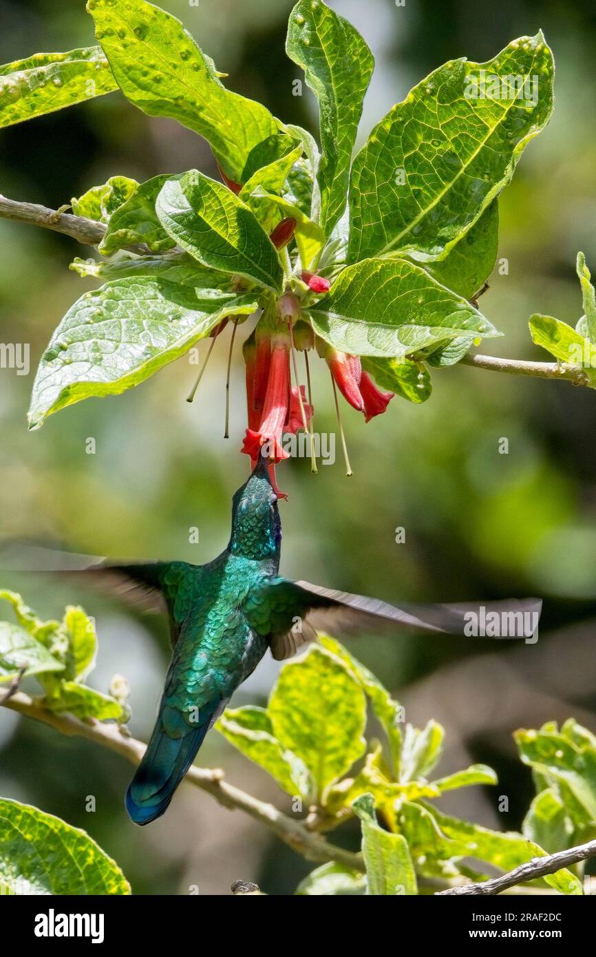 Sparkling Violetear hummingbird, (Colibri coruscans) feeding from a ...