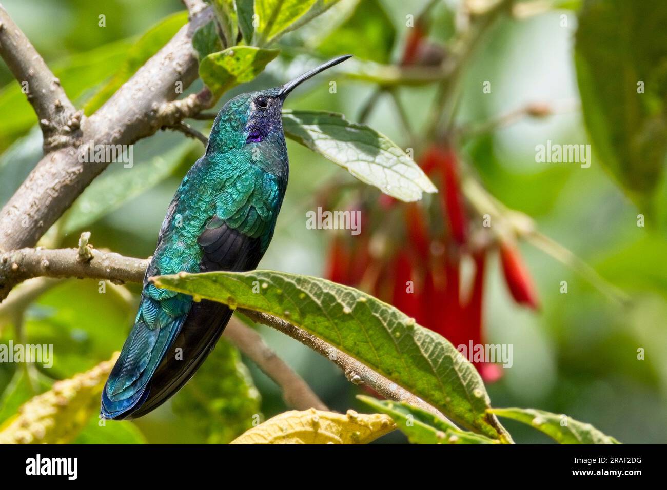 Colibri at tree hi-res stock photography and images - Alamy