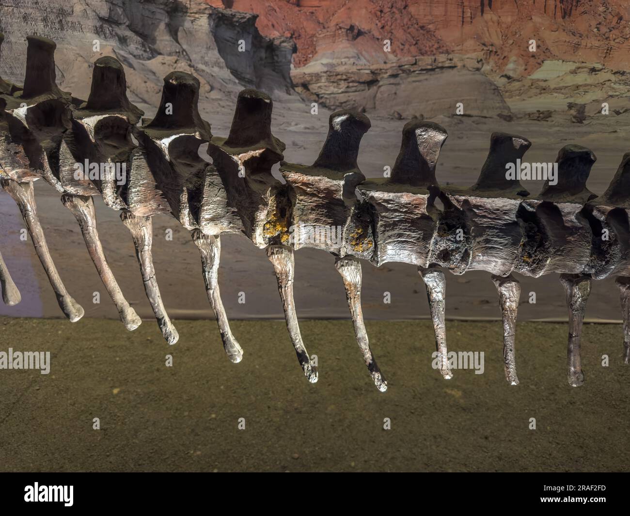 Skeleton of Sanjuanasaurus gordilloi, a dinosaur from the Triassic ...