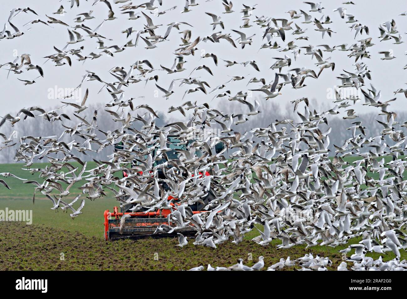 Black-headed gulls (Larus ridibundus) following tractor with plough ...