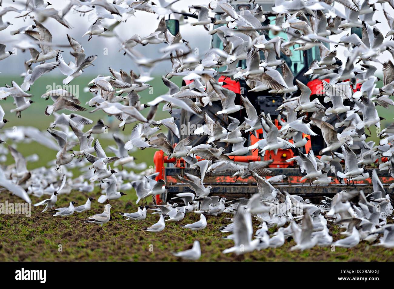 Black-headed gulls (Larus ridibundus) following tractor with plough ...