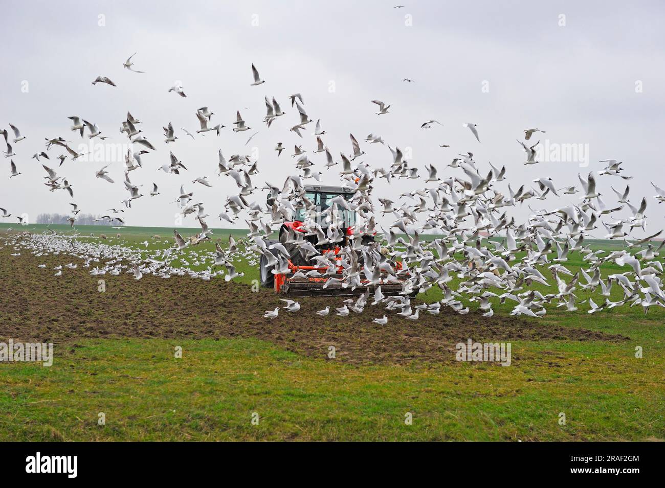 Black-headed gulls (Larus ridibundus) following tractor with plough ...