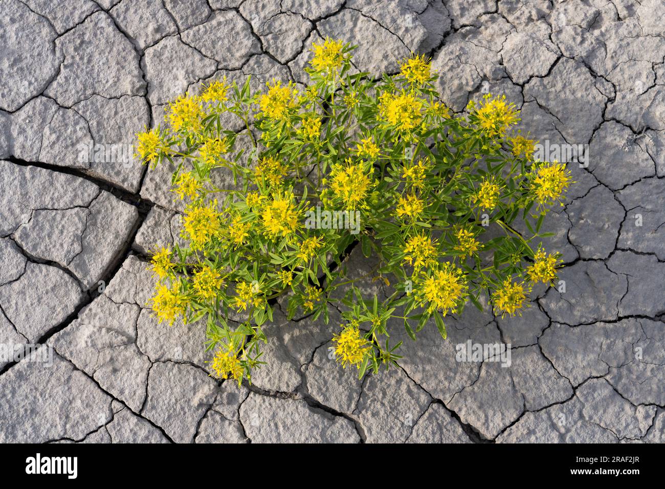 Palmers bee plant cleomella palmeriana hi-res stock photography and ...