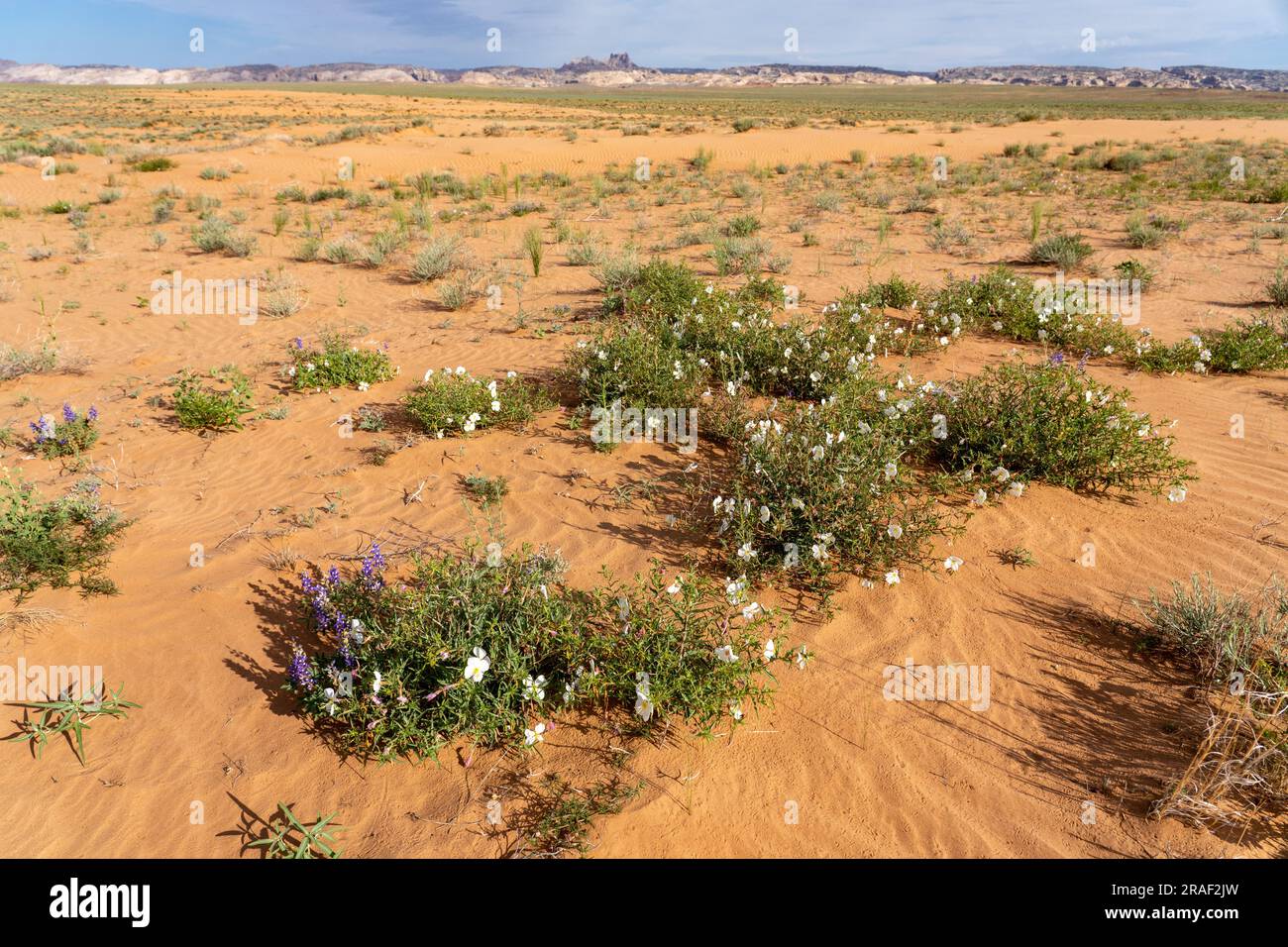 Pale Evening Primrose & Dwarf Lupine in bloom in the San Rafael Desert ...