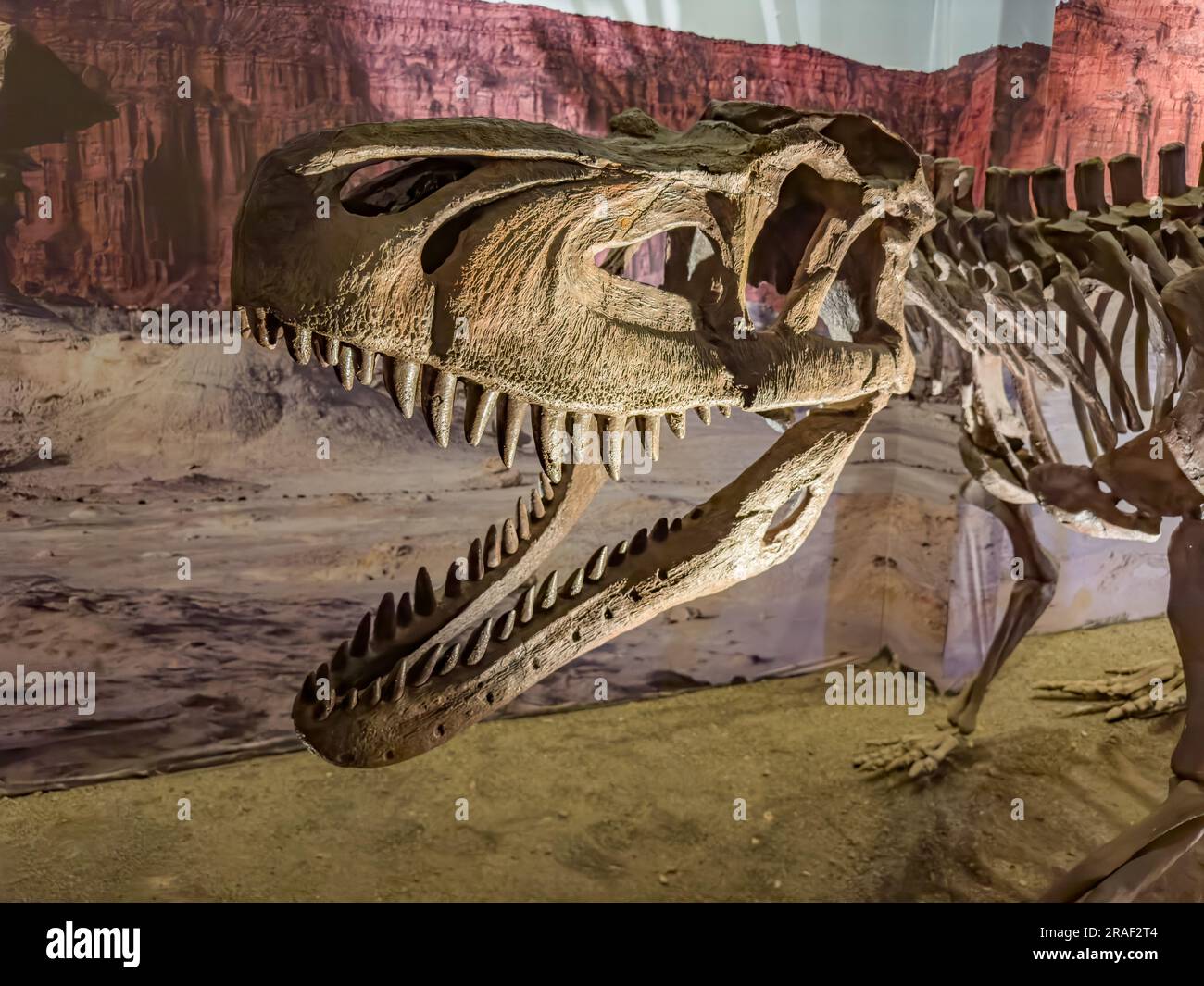 Saurosuchus Skeleton