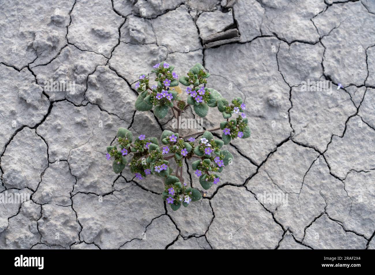 Low Scorpionweed or Intermountain Scorpionweed blooming in cracked Blue ...