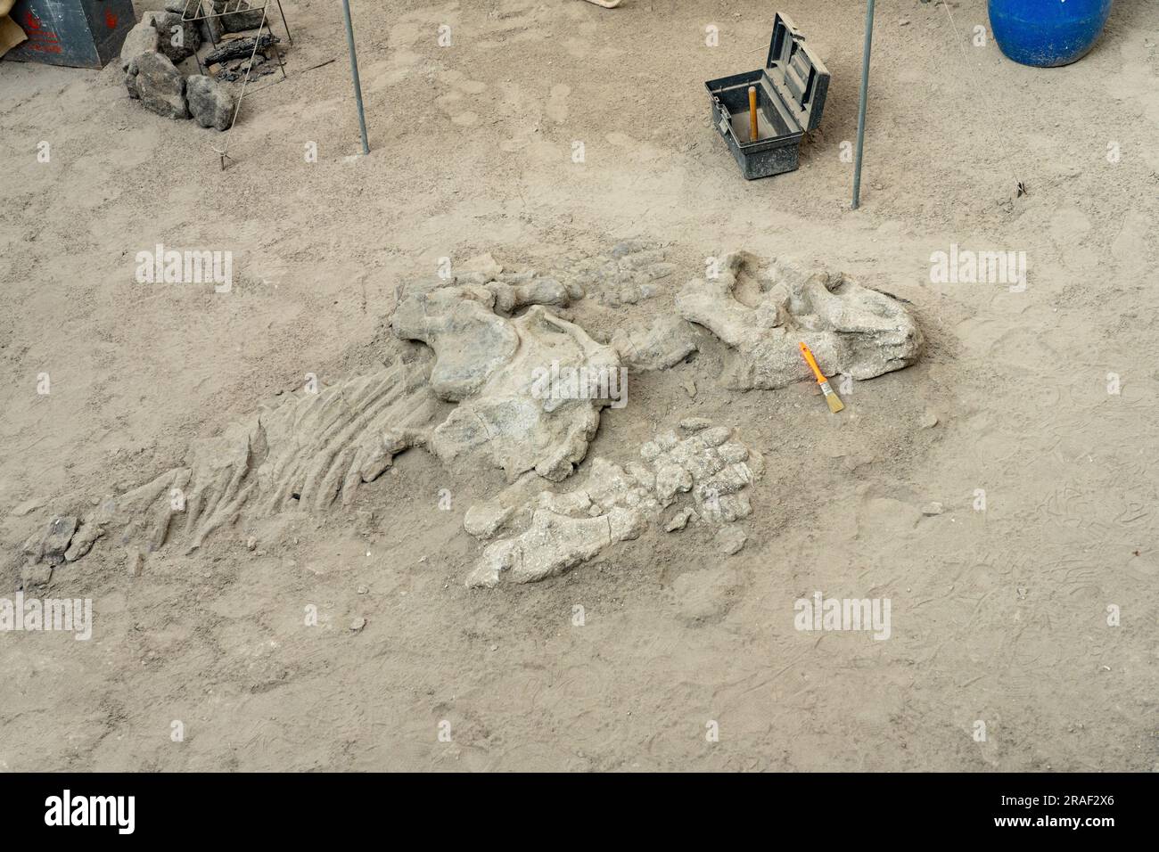 Actual dinosaur bones in a reconstuction of a dinosaur dig camp in the ...