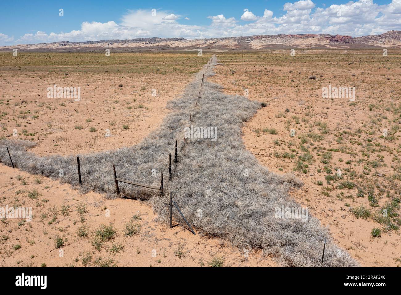 Invasive line hi-res stock photography and images - Alamy