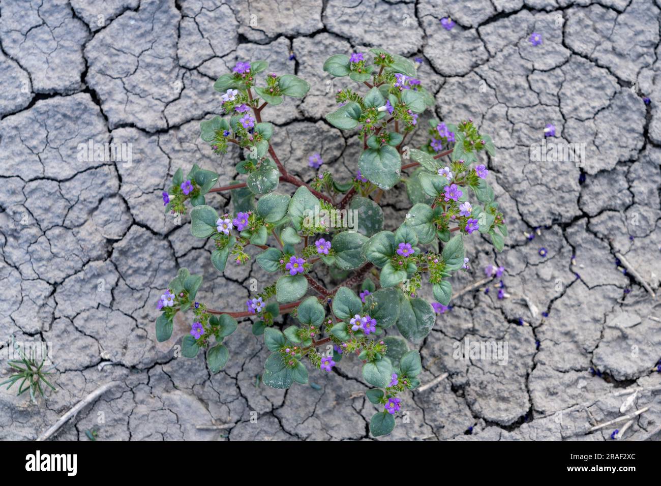 Intermountain scorpionweed phacelia demissa var demissa hi-res stock ...