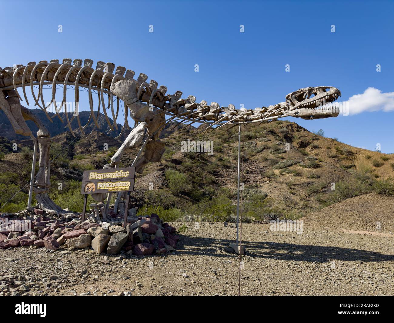 A reconstructed skeleton of Lessemsaurus sauropodes in Ischigualasto ...
