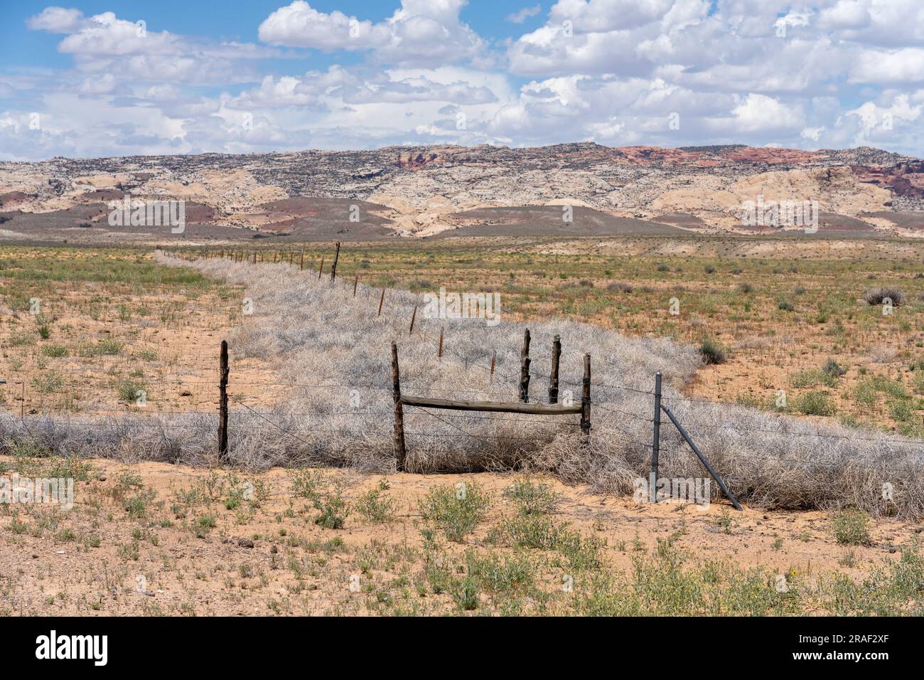 Dead tumbleweeds, Russian Thistle, trapped against a ranch fence line ...
